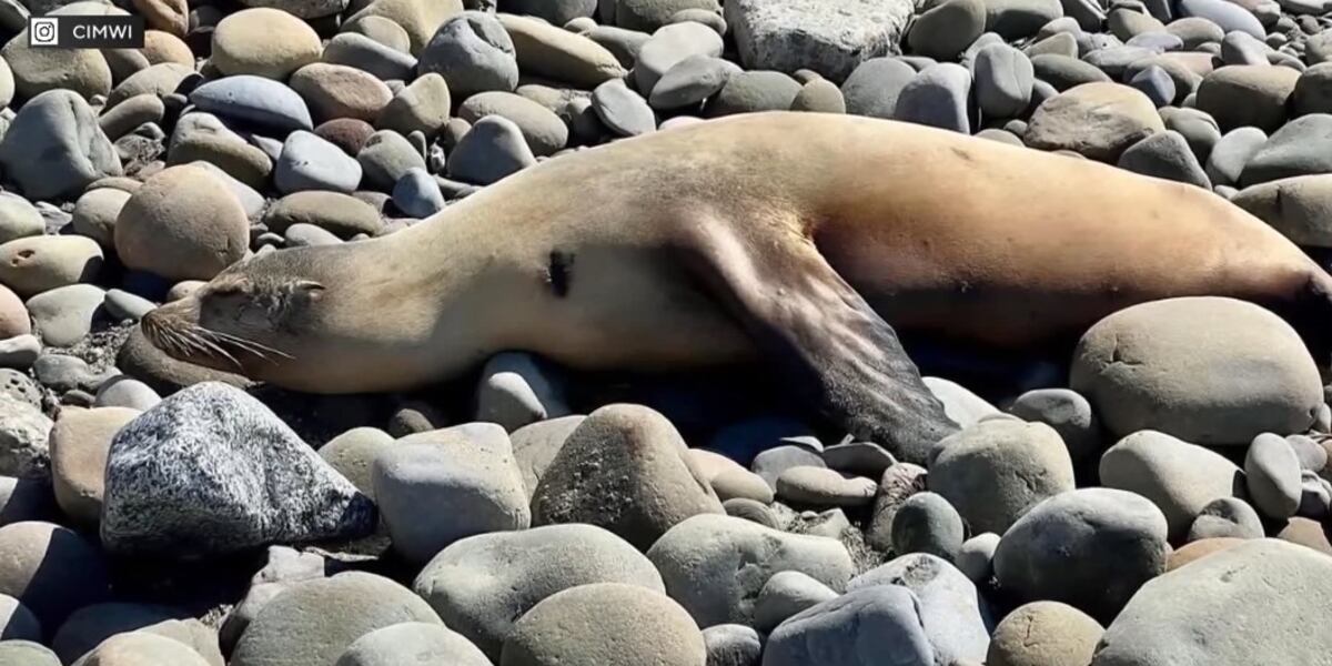 Man Accused Of Beating Pregnant Sea Lion With Stick While Allegedly